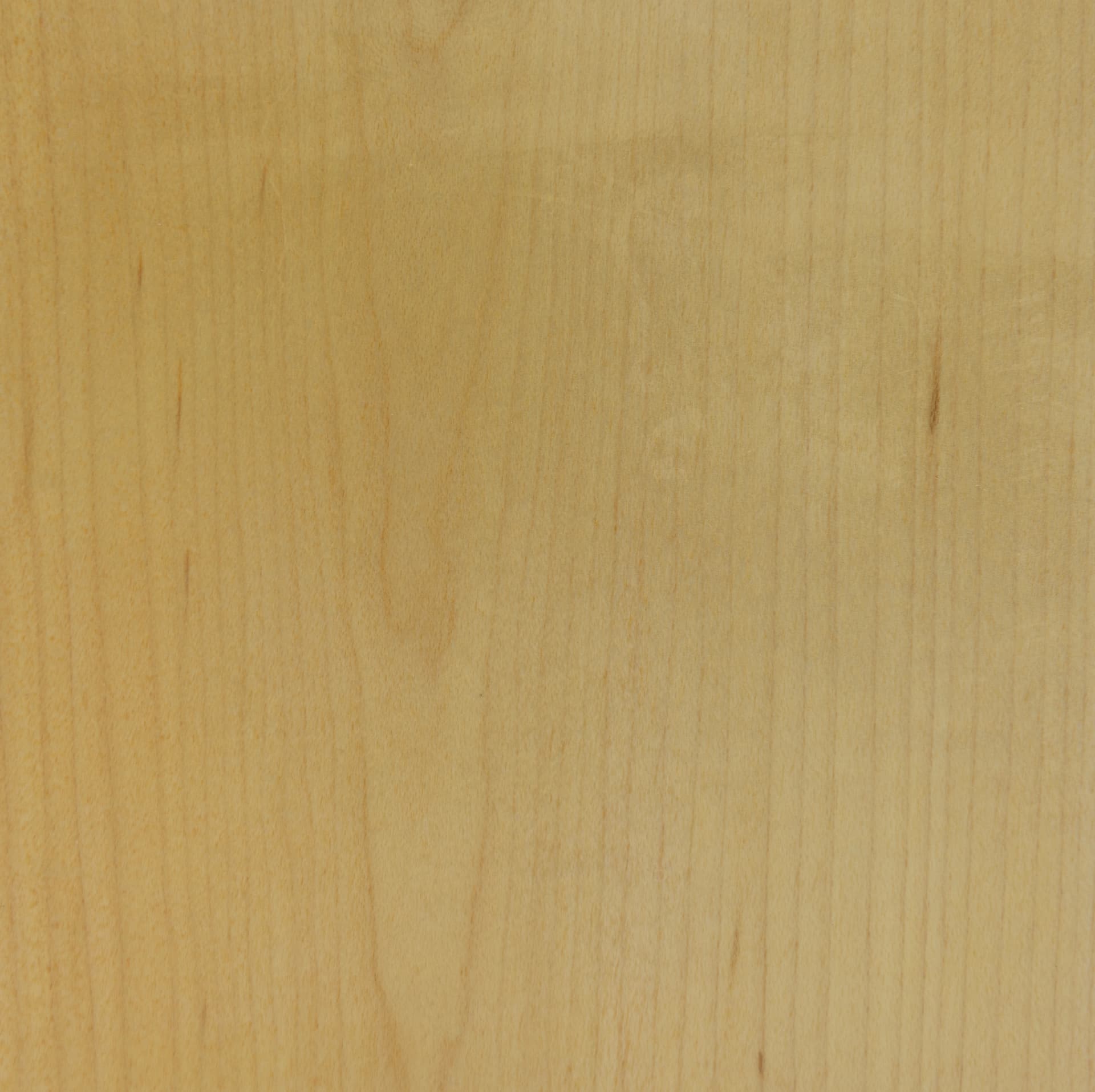 Single Flush Doors - ENVO